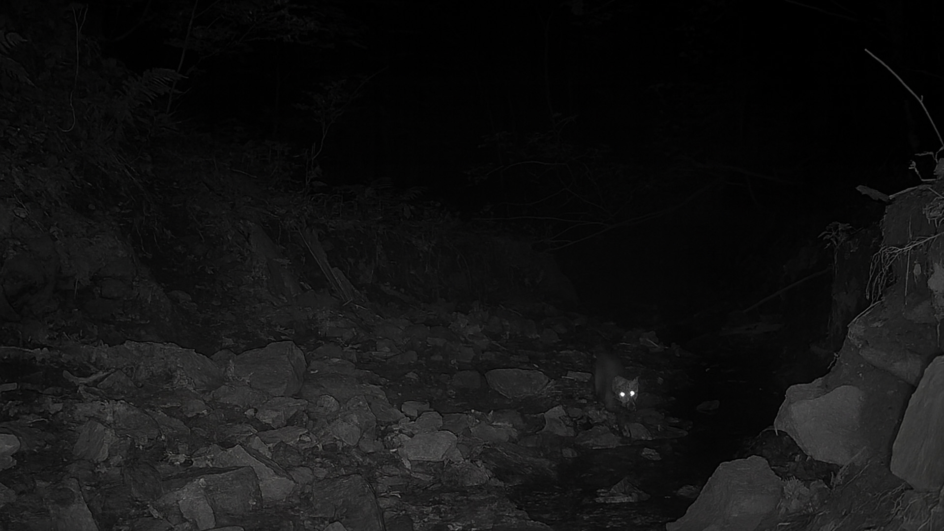 Trail Camera by the River Captures Wild Moments