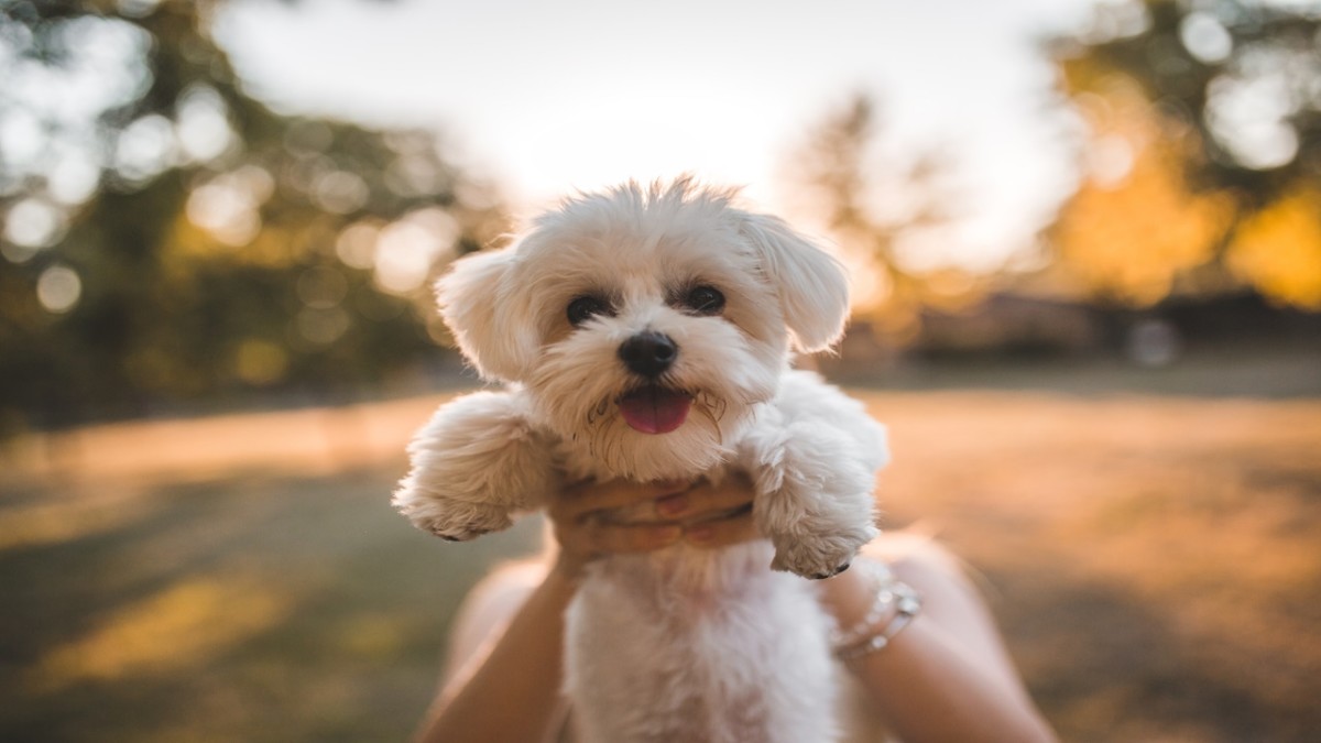 7 Beautiful Dog Breeds Who Are Sweet As Can Be, Say Experts