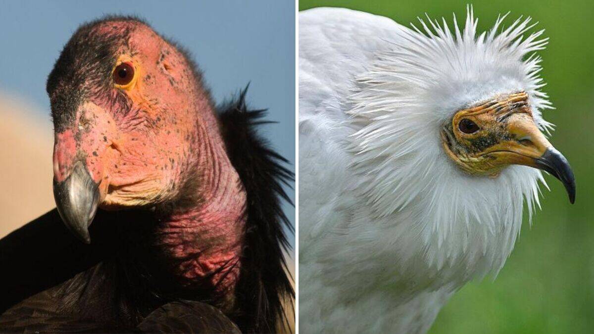 Vultures: 20 Facts about the world's most unique raptors