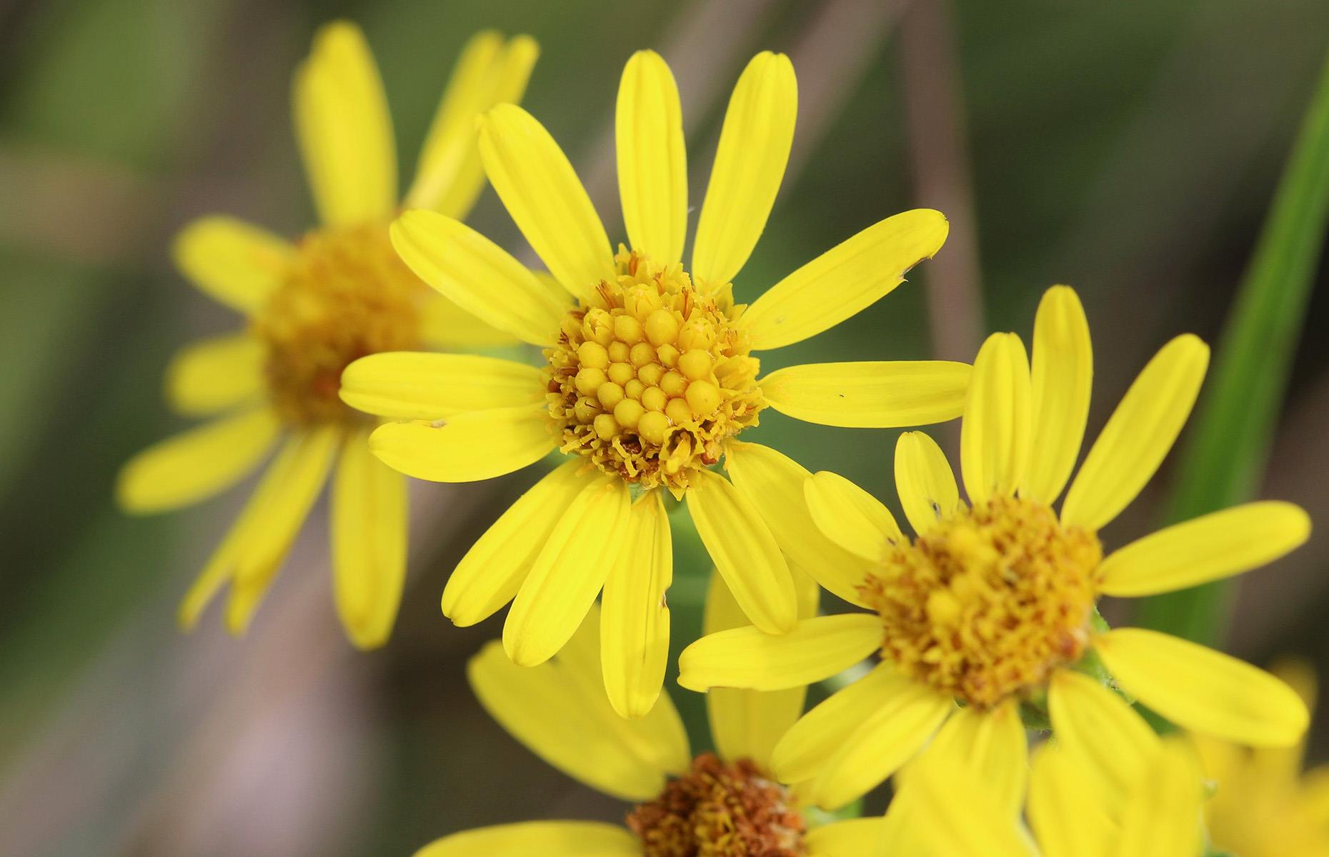 12 plants proven to damage your health and home