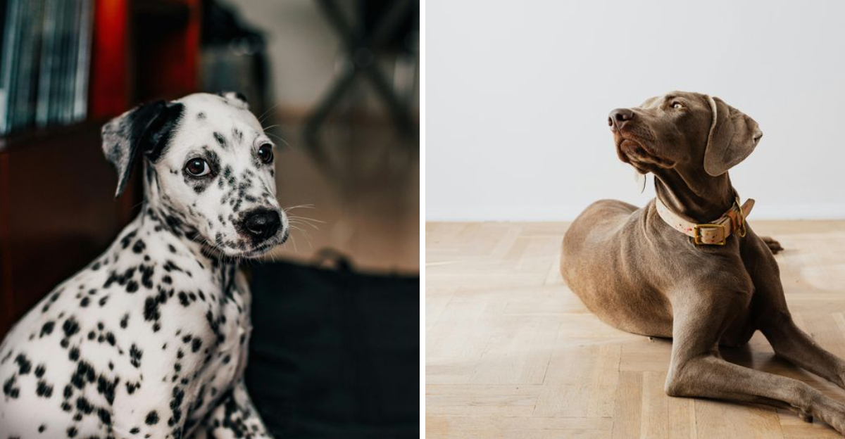 15 Worst Dog Breeds For Apartments