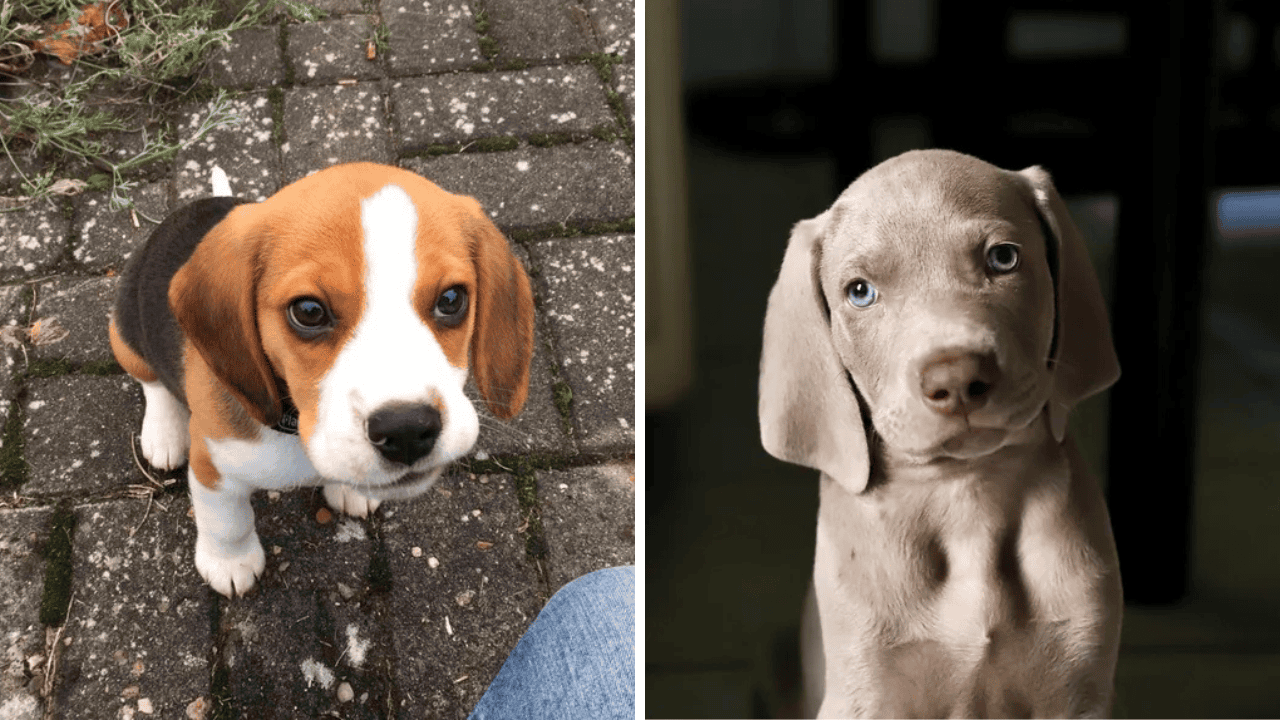 Dog Breeds With Human-Like Characteristics