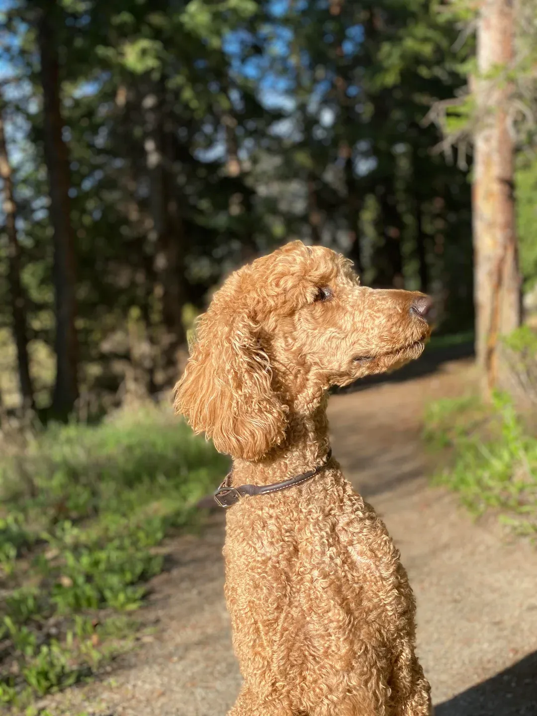 Dog Breeds With Human-Like Characteristics