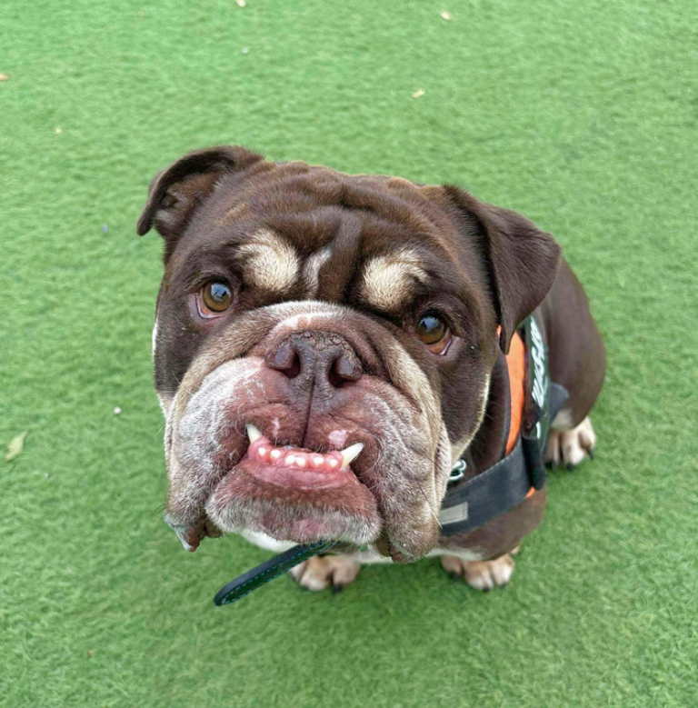 Sheffield adopt a dog: 21 marvellous pups including French Bulldogs and ...