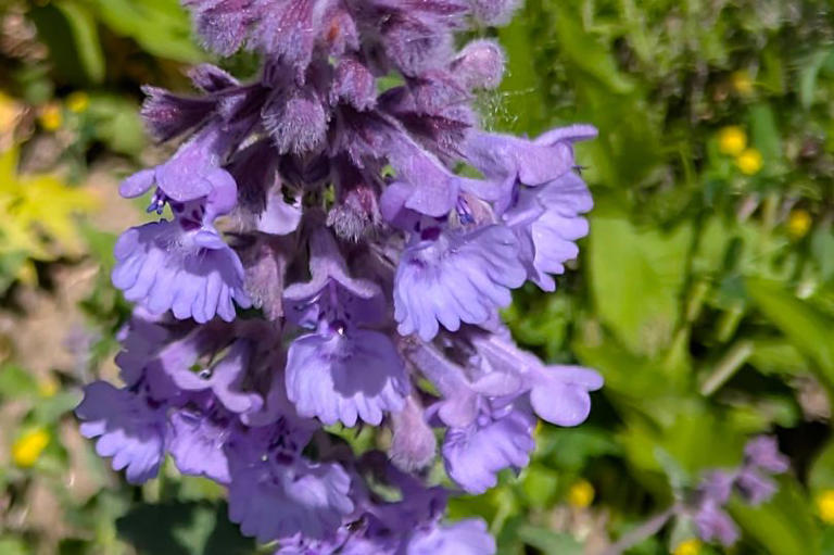 7 flowers to plant now for a beautiful garden next spring