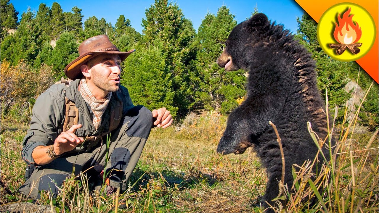 A Playful, Feisty Baby Bear in Action