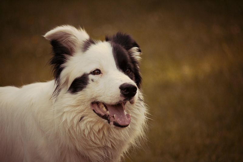 15 Worst Dog Breeds For Apartments