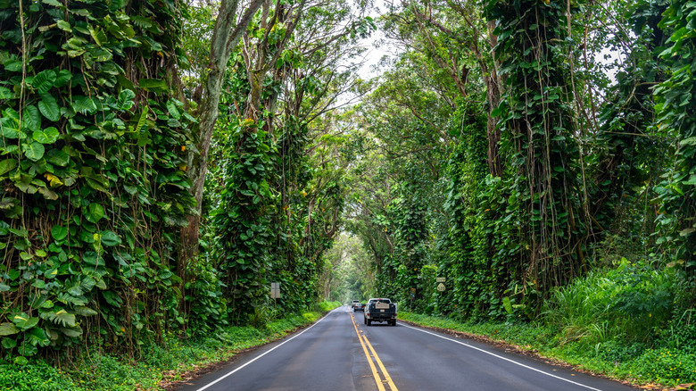 A Magical, Mesmerizing Tree Tunnel Is The Gateway To The Island Of ...