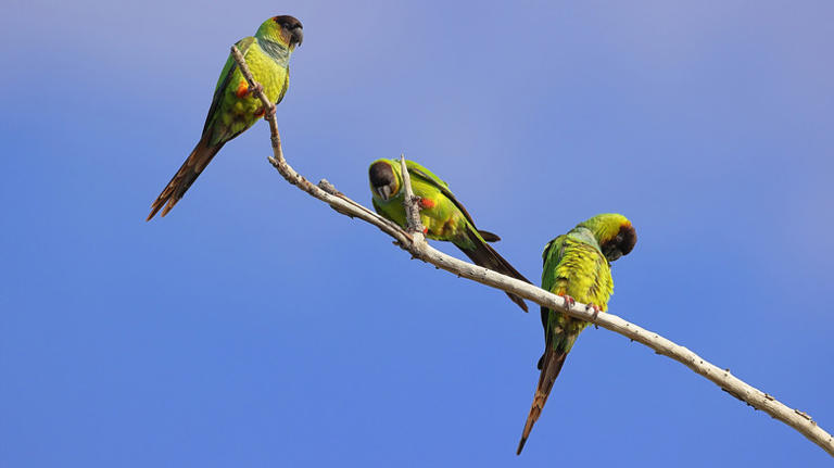 Wait, Why Are There So Many Wild Parrots & Parakeets In California Yards?