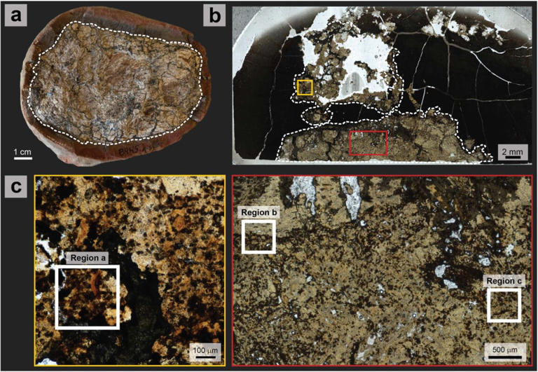 For 300 Million Years, Fossilized Poop Was Trapped in Stone — And It’s ...
