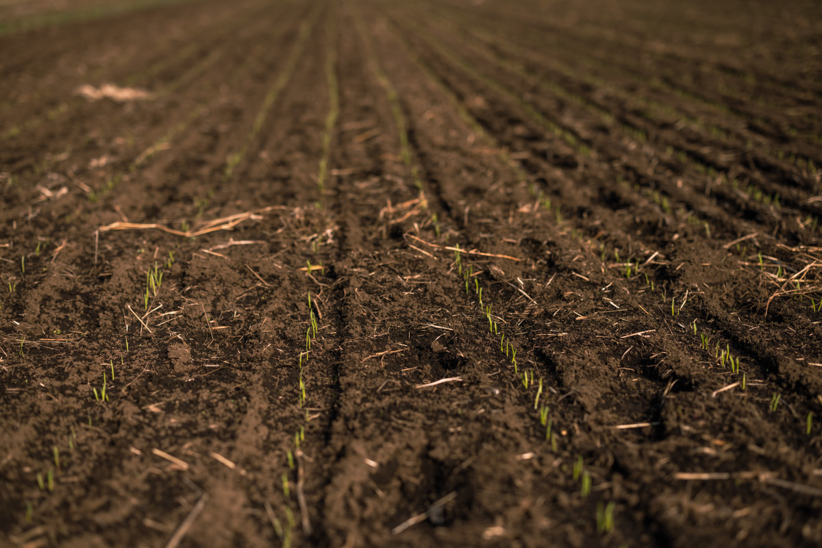 Soil DNA Reveals Remarkable Prehistoric Discovery