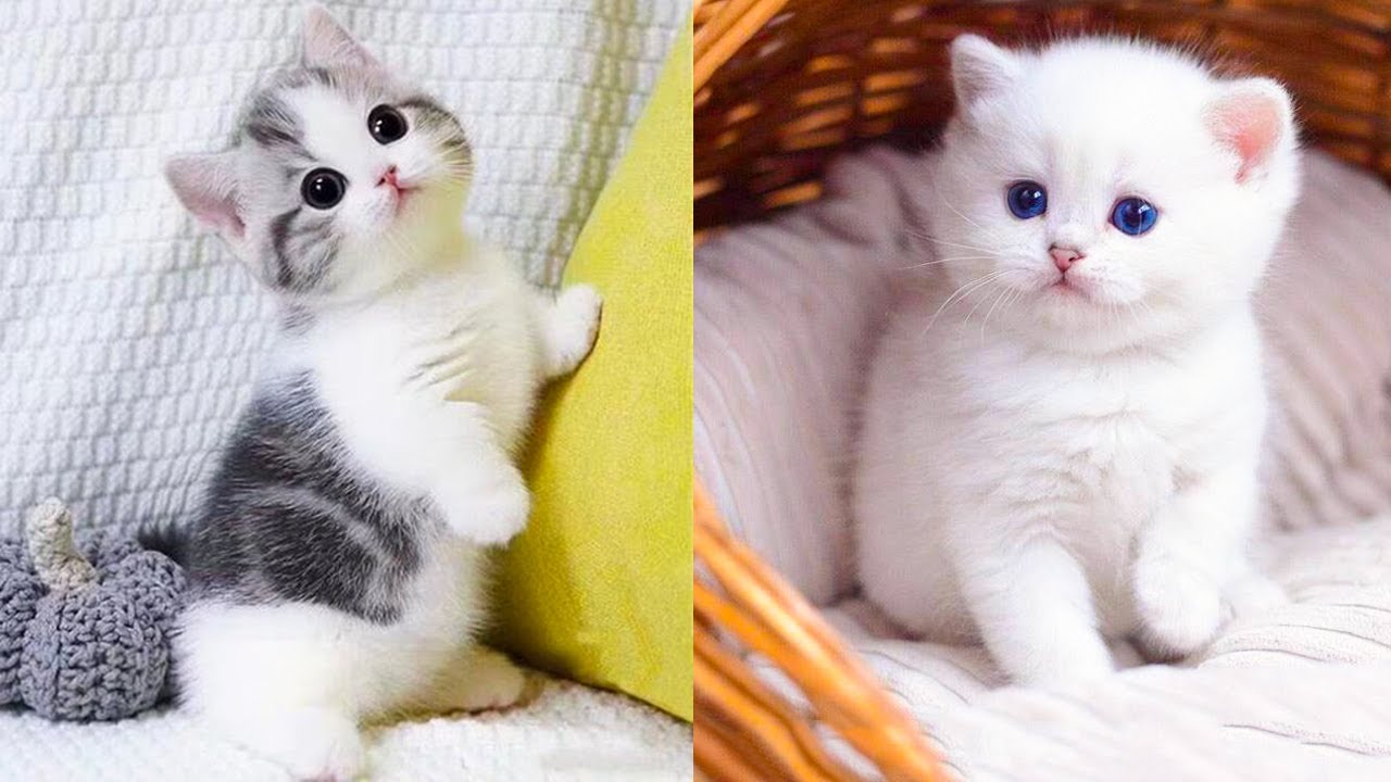 Cute Kitten Friends in Cozy Spots