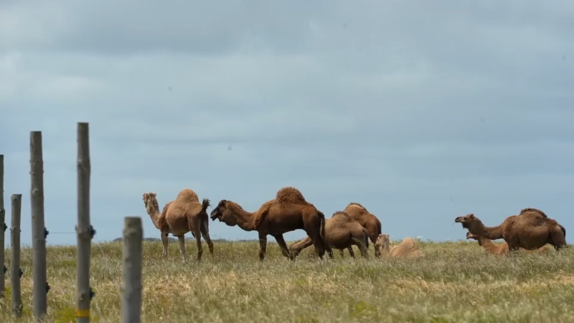 South Australia - Journey Through Coorong and Pink Lake
