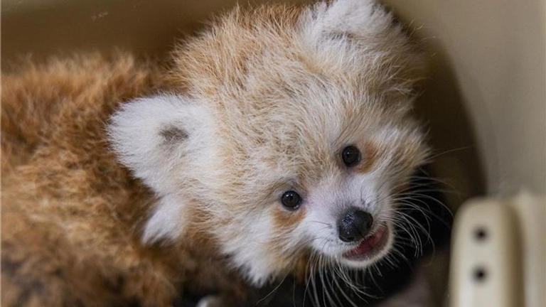 LOOK: Baby red panda celebrates International Red Panda Day
