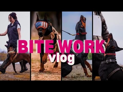 Inside a real Doberman and Malinois bitework training session