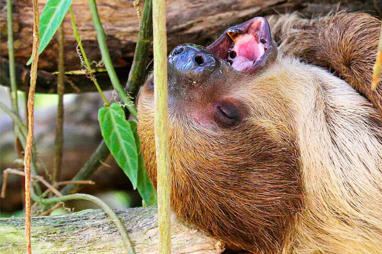 Faultier-Junges muss betäubt werden: Das ist der Grund