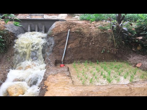 My DIY mini dam: a game changer for rice!