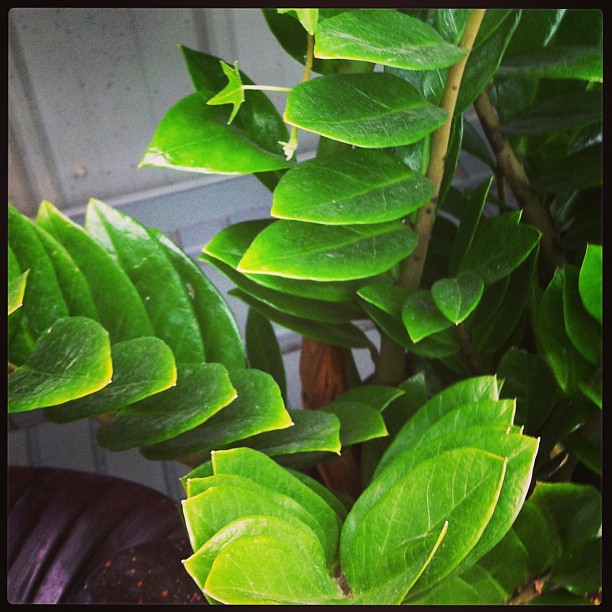 These low-water plants are ideal for busy or forgetful families