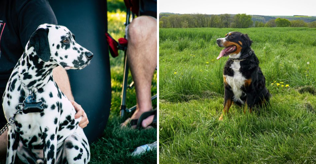 11 Dog Breeds That Might Be High-Maintenance