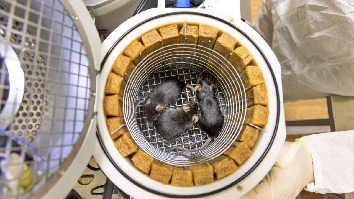 Russia sent 75 mice into space, only 65 returned alive. Watch them here