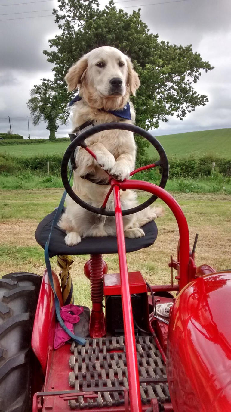 Seaforde annual rally and rural celebration day planned for September 27th