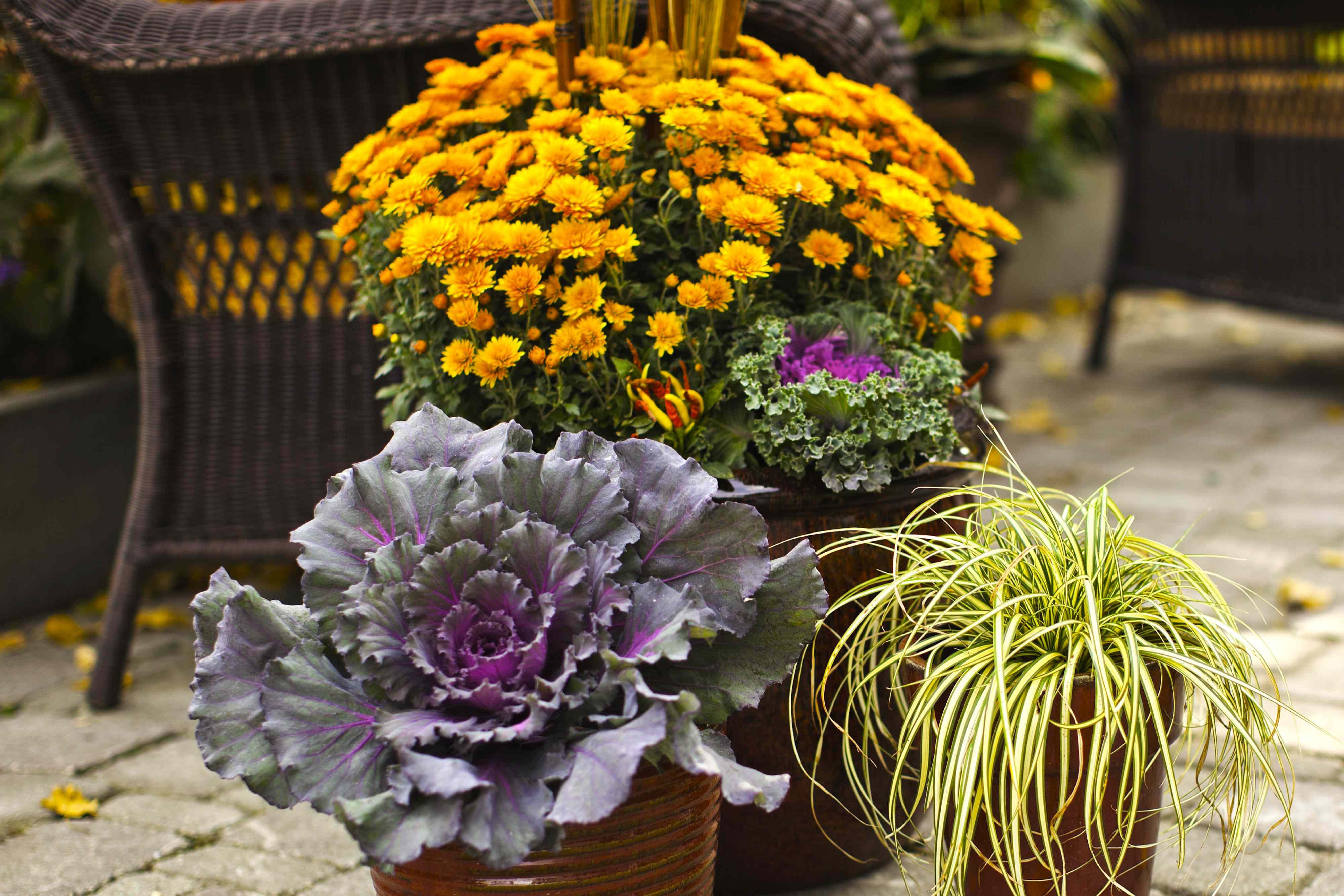 8 Colorful Plants to Pair with Mums for a Stunning Fall Garden