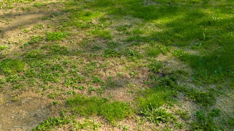 Prevent Patchy Grass And Keep Your Lawn Looking Great With One Simple ...