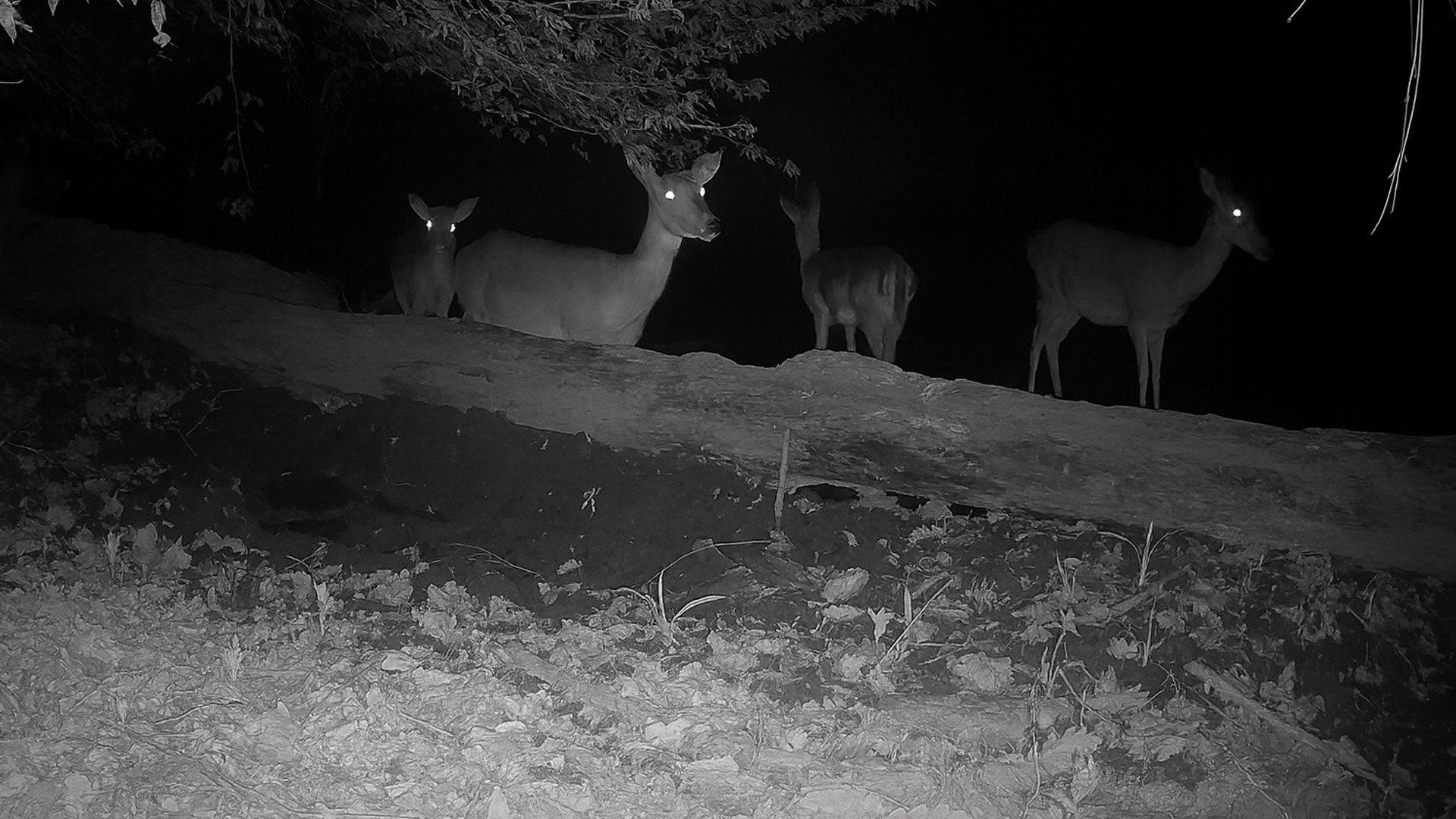 Une caméra animalière au bord de la rivière filme le comportement ...