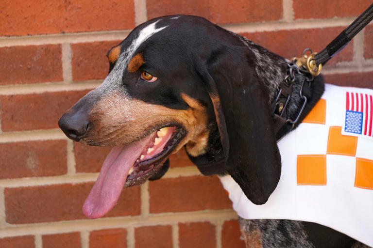 Tennessee mascot Smokey XI retires after 3 years for health, happiness