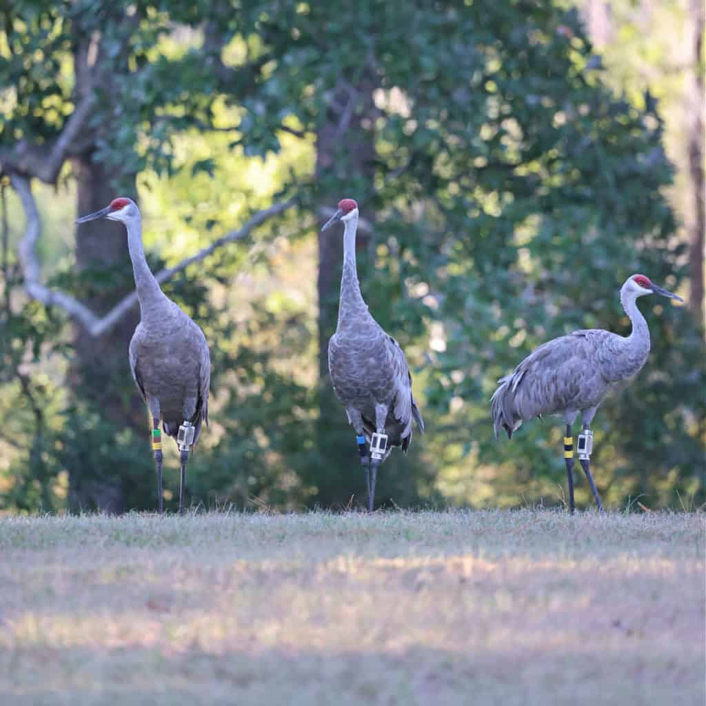 Mississippi Sandhill Crane National Wildlife Refuge