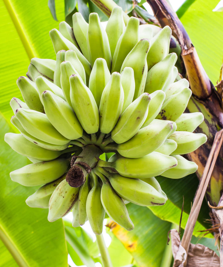 How to get a banana tree to fruit – 3 expert-approved methods