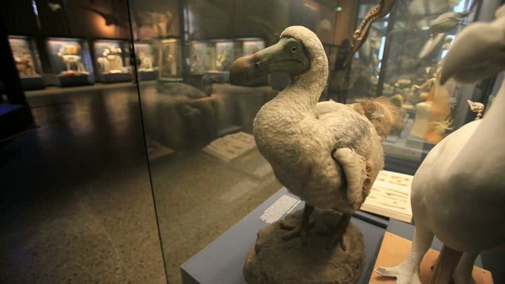 Bringing back the Dodo? Extinct bird may see new life thanks to Texas ...