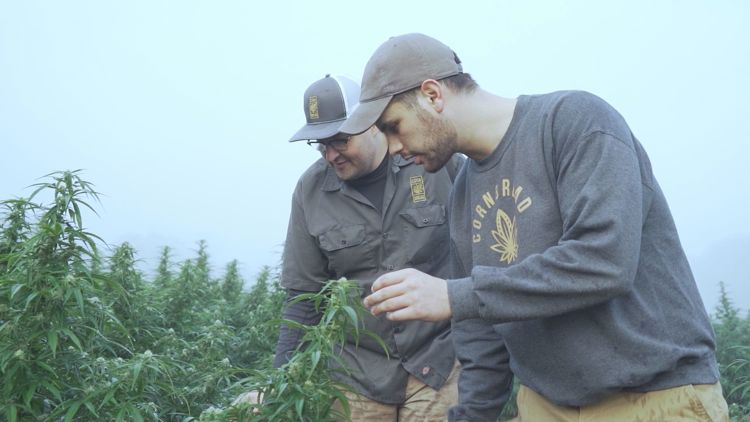 Kentucky hemp company sues Tennessee over upcoming hemp regulations