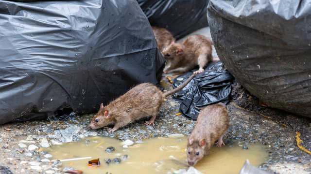 Residents sound the alarm over concerning increase in rodent activity ...