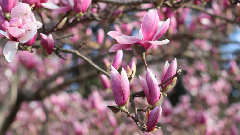 18 Trees That Deliver Continuous Blooms For Year-Round Color