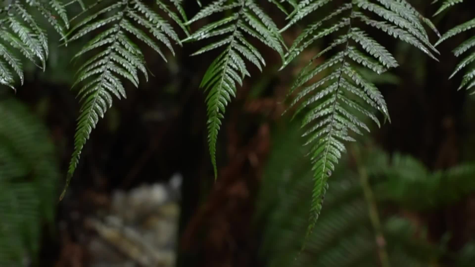 Tasmania's tree fern trade accused of 'greenwashing' over native forest ...