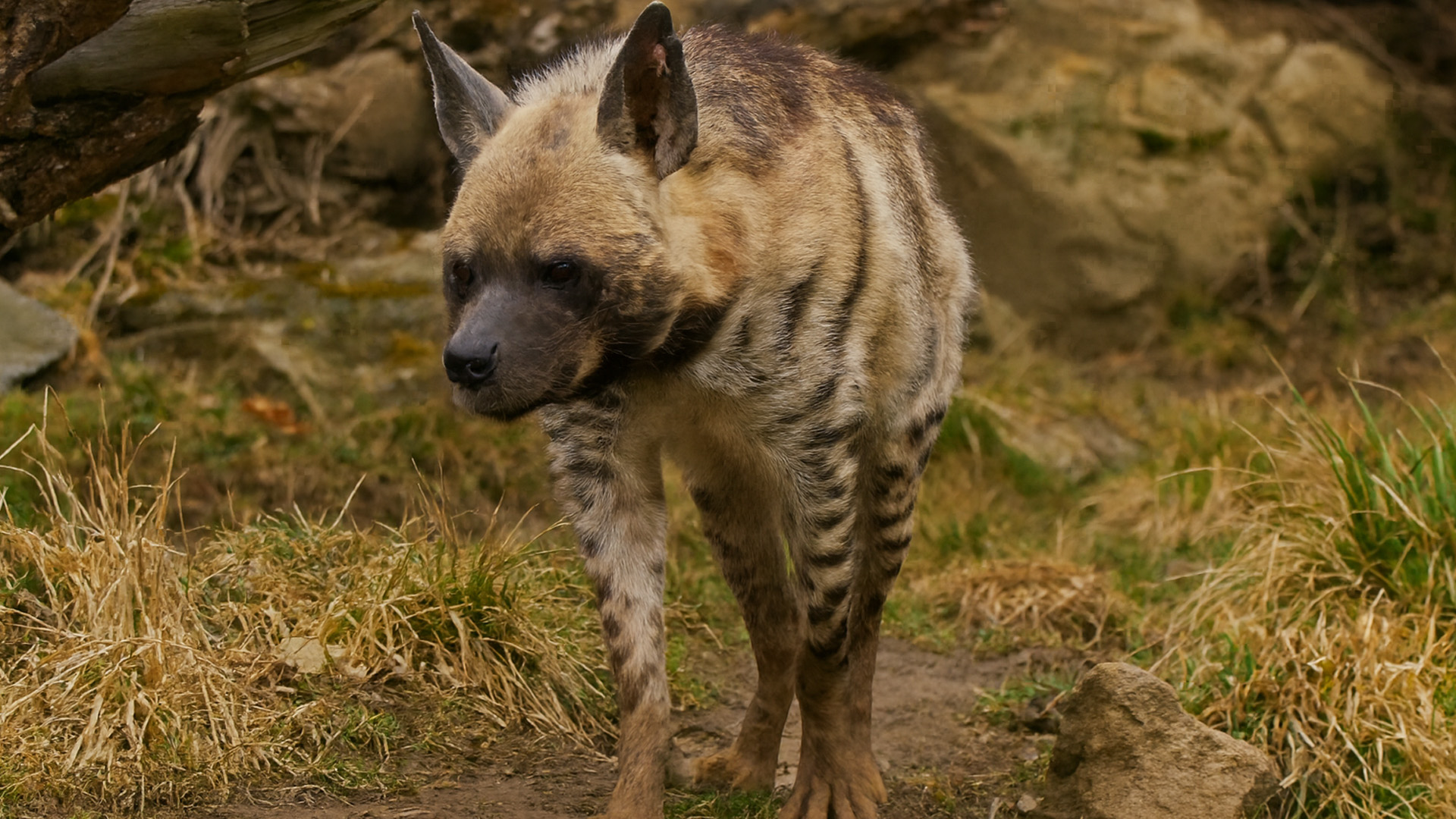 Wildlife Encounters: Striped Hyena