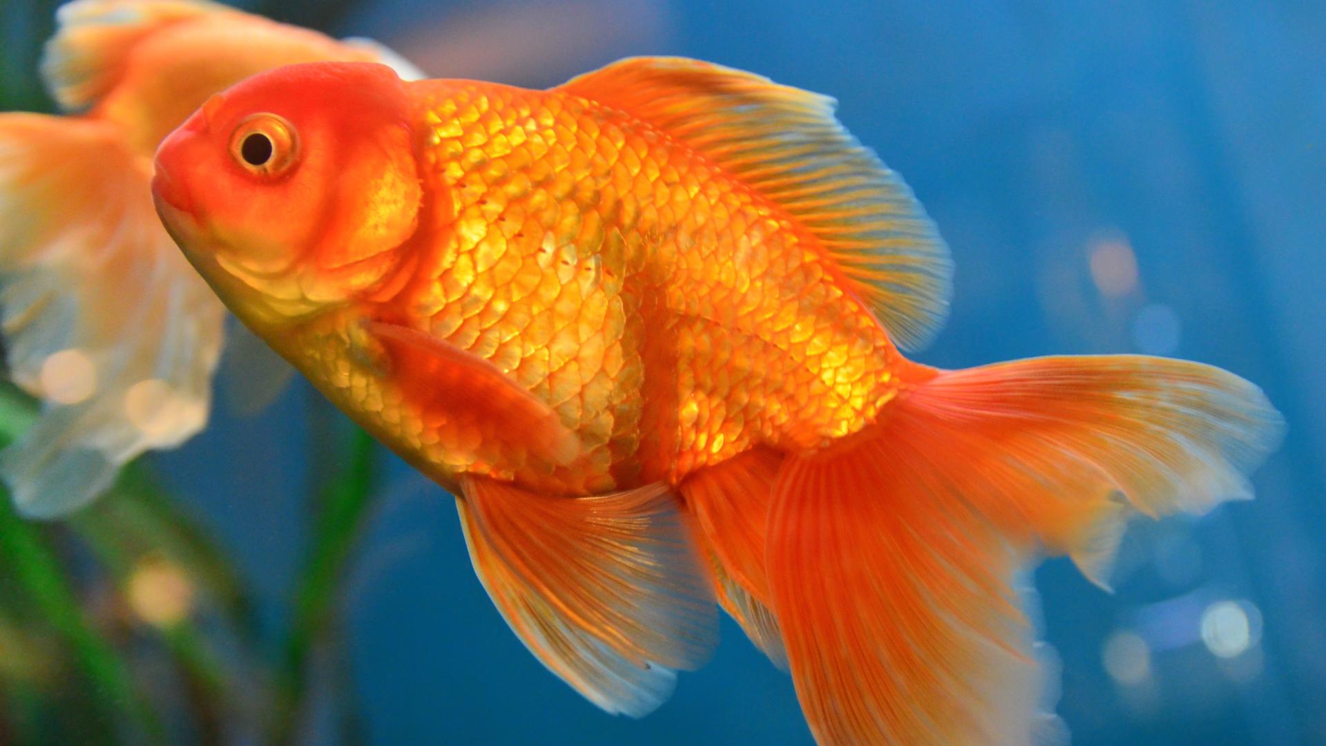 Invasive goldfish being fed to zoo animals
