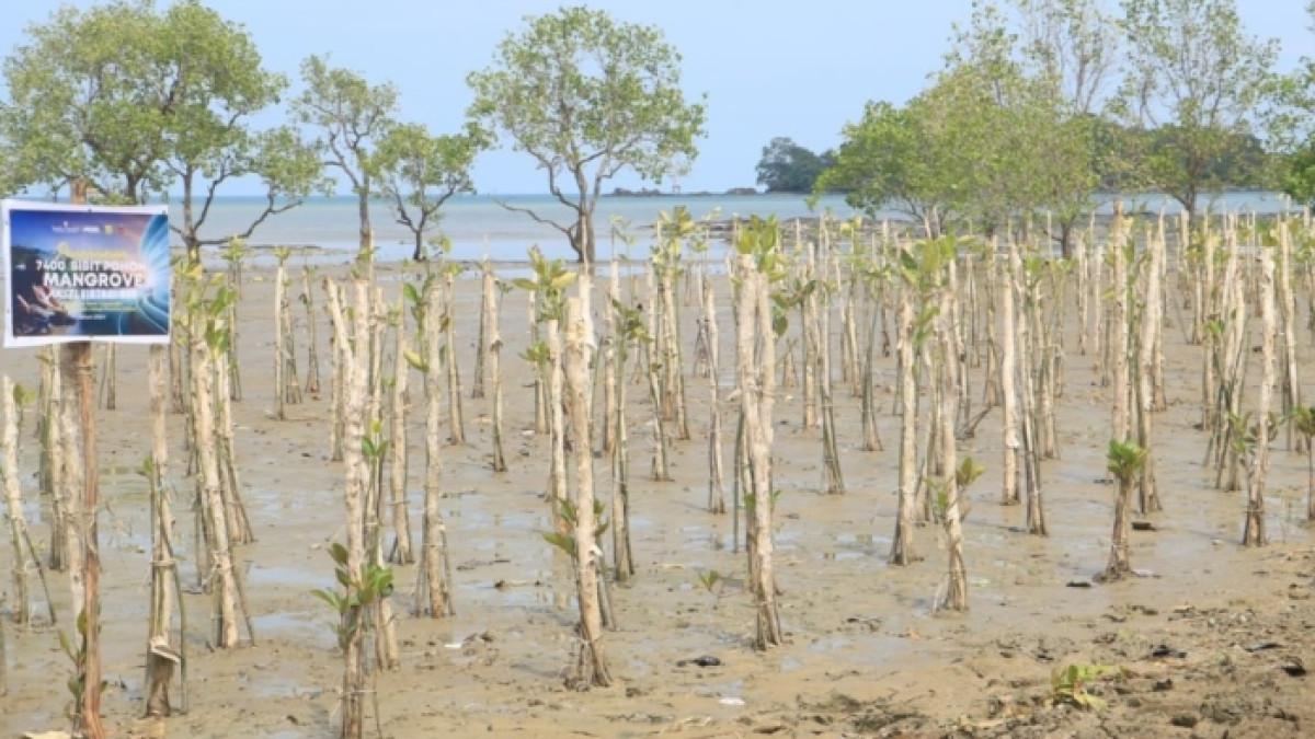 Liburan ke Wisata Mangrove Tanjung Dewa Kabupaten Tanah Laut,Kalimantan ...