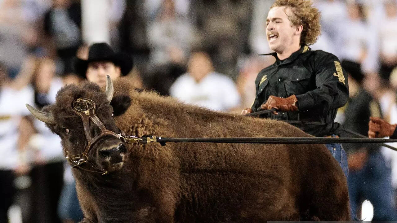 Meet Ralphie VII: Colorado Buffaloes’ new live buffalo mascot makes her ...