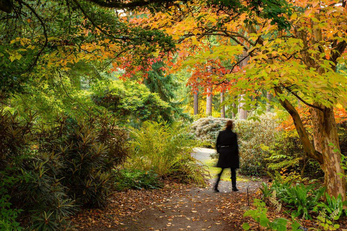 Looking for ‘fiery' fall colors in Washington? Here's when - and where ...