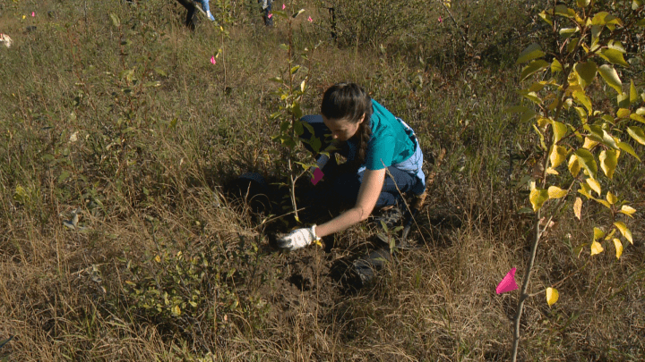 Calgary volunteers plant more than 300 trees at Edworthy Park