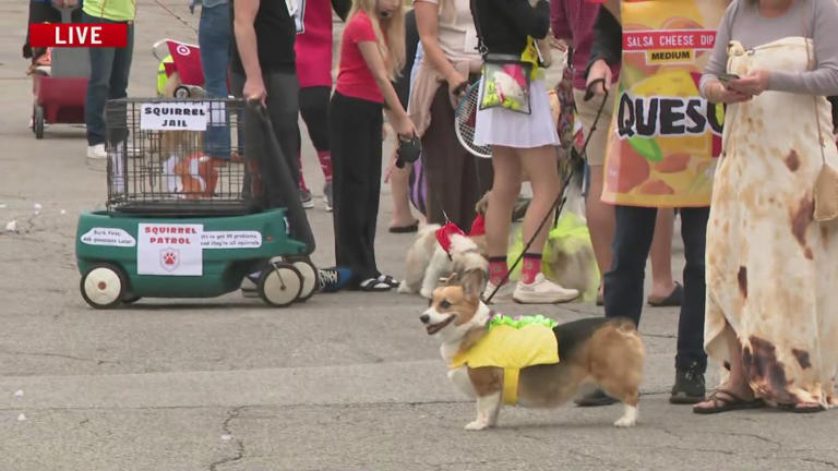 Beaverdale Fall Festival: A Tradition of Fun and Festivities