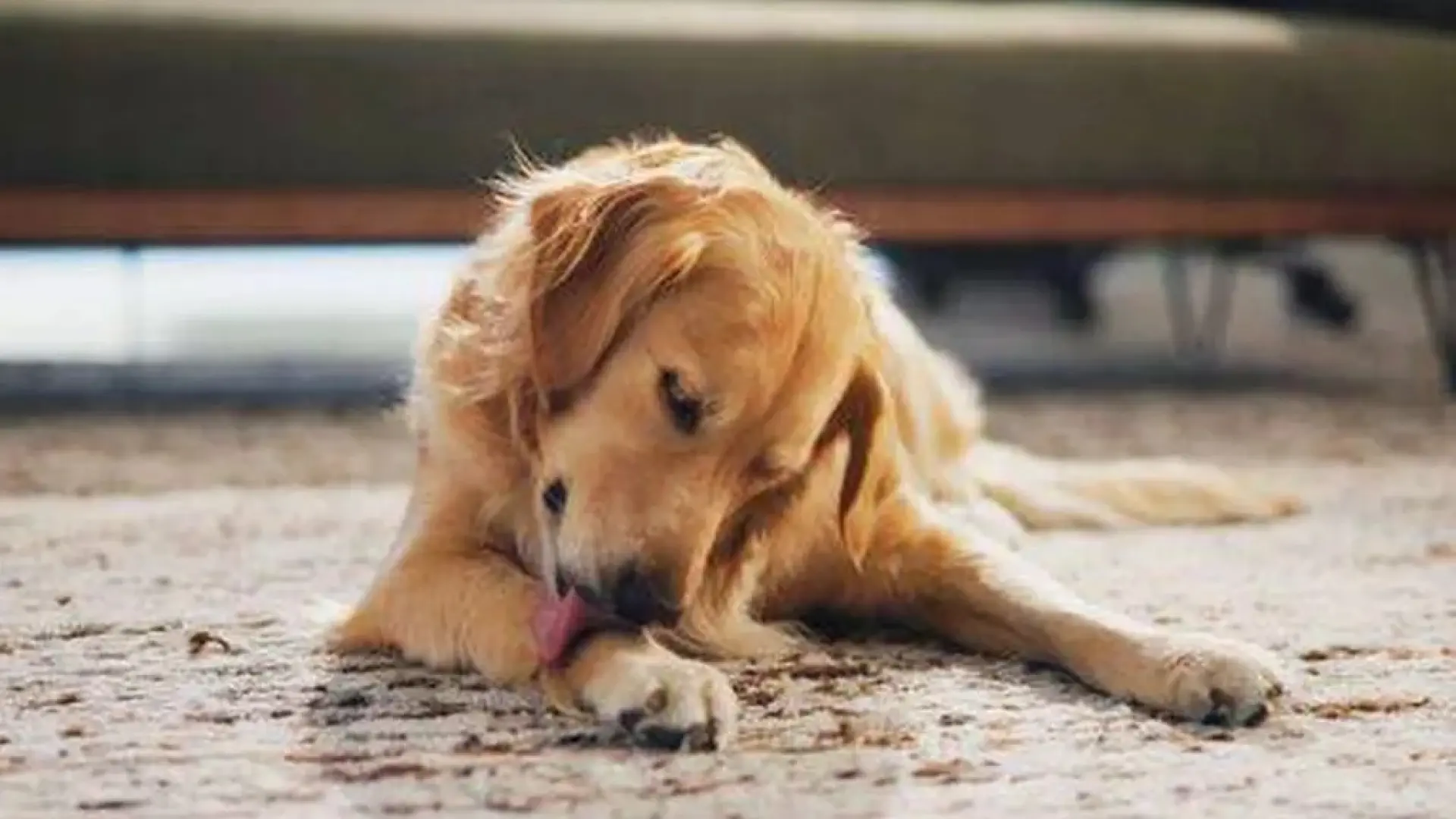 "Tu perro no necesita estar agotado, necesita estar satisfecho", claves ...