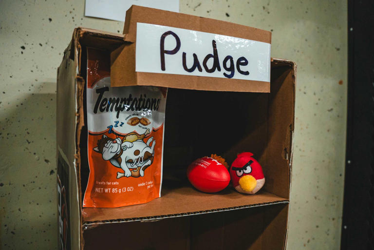 UofL rolls out the red carpet for Pudge the Cat ahead of game against ...