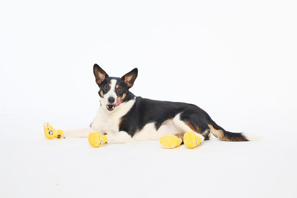 Fast-selling Crocs for dogs are back. How to get a pair.