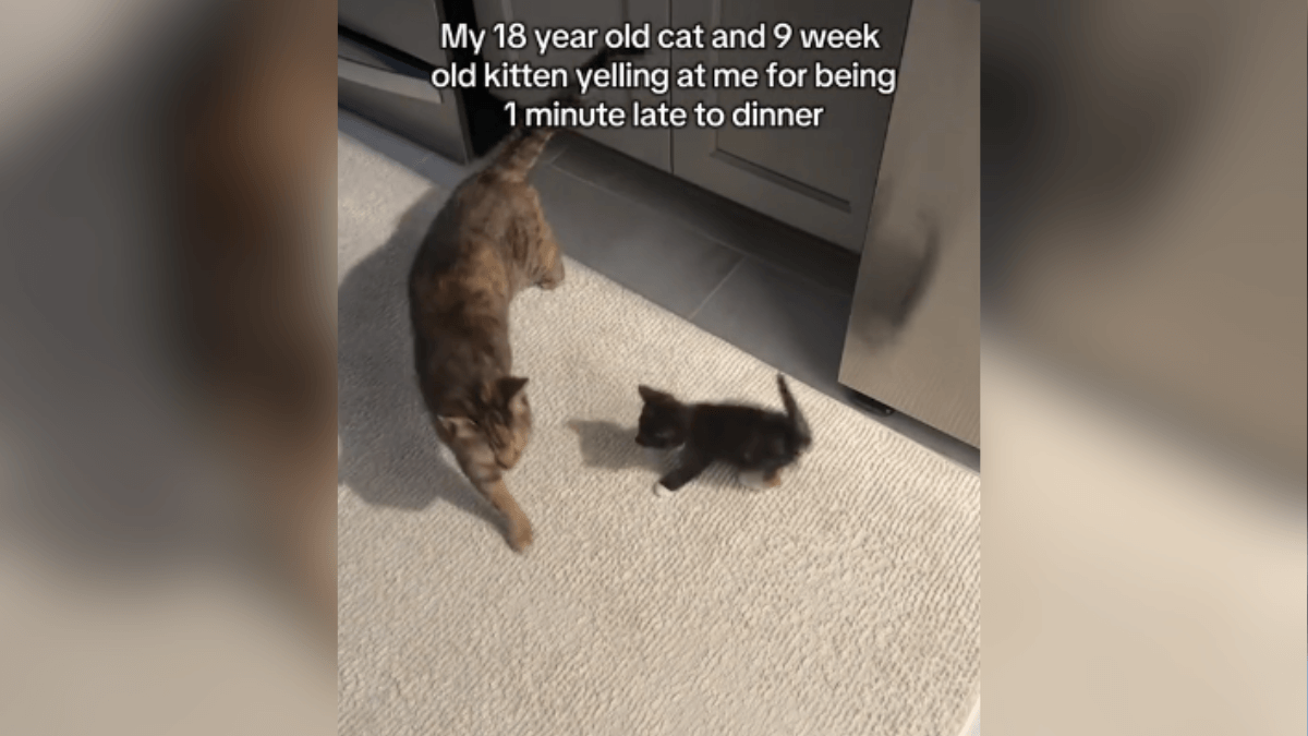 Senior cat and tiny kitten scold owner for late dinner, melting hearts ...