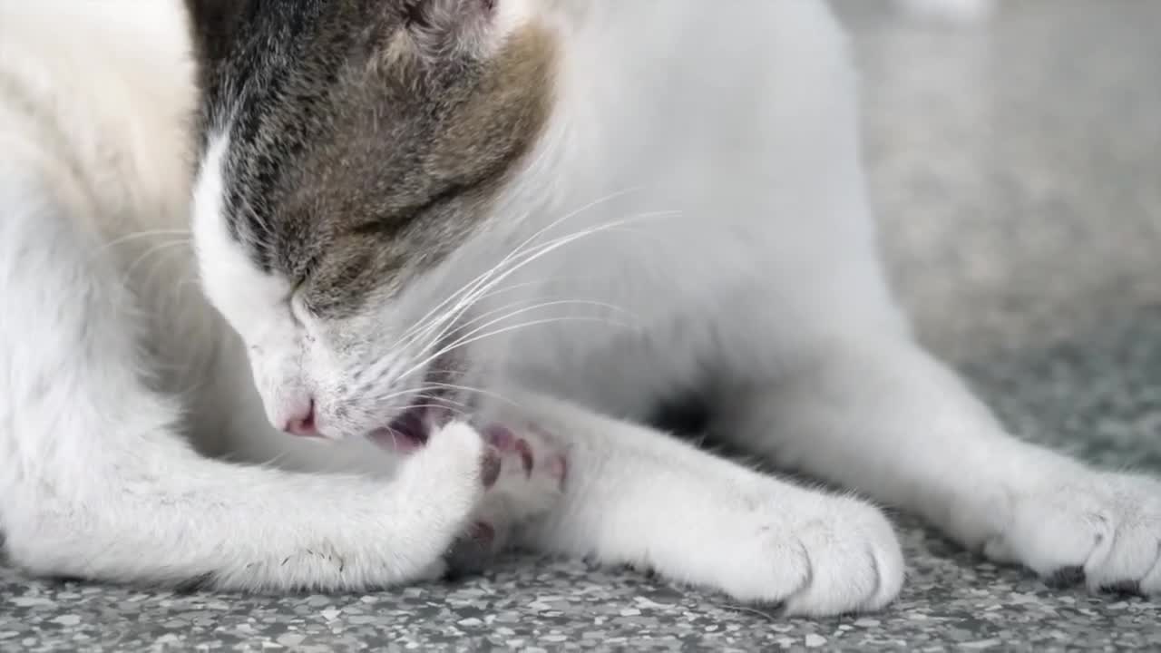 AB 867 could ban a cat-astrophic procedure known as declawing