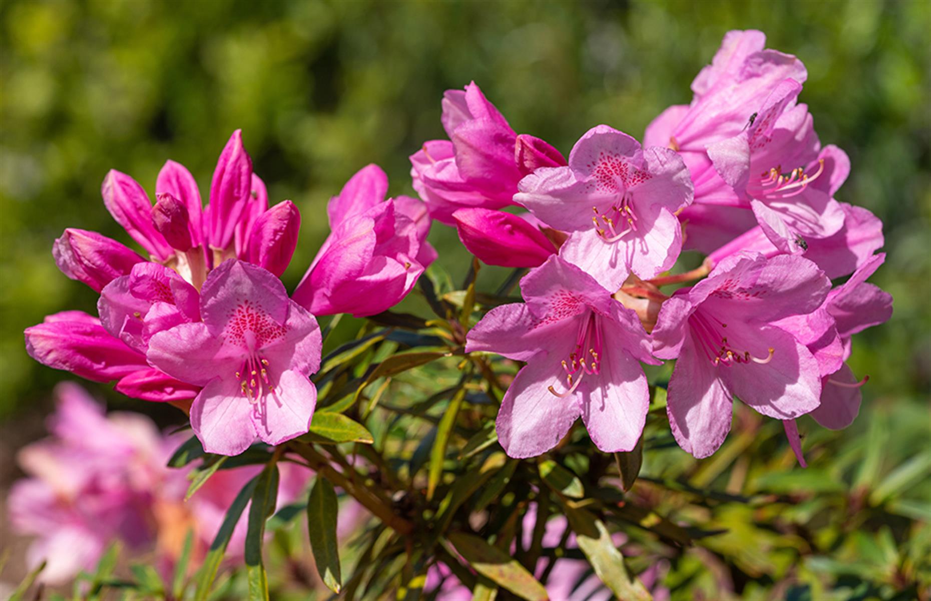 12 dangerous household plants to remove immediately