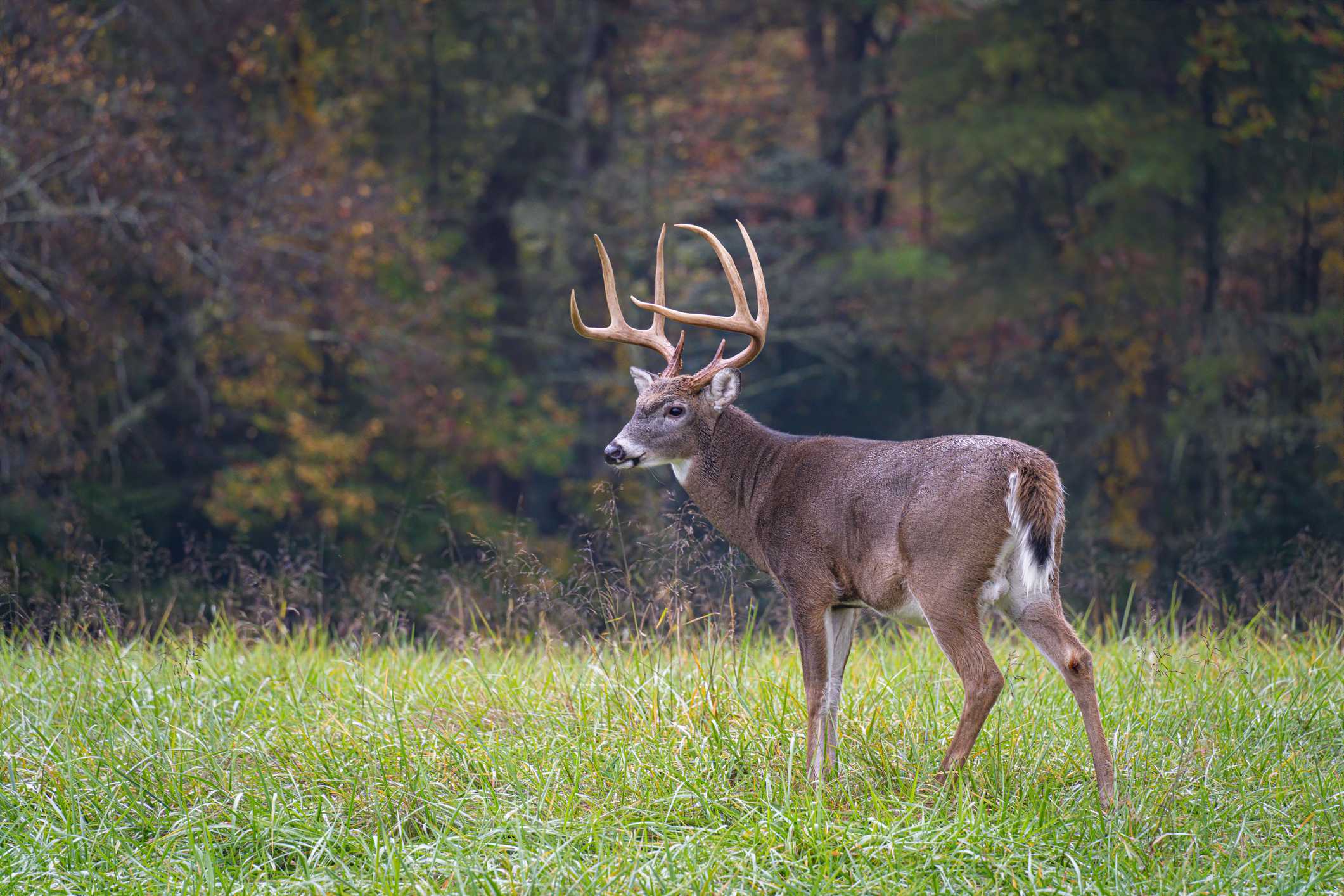 Pittsburgh restarts, expands deer management program for 2025-26 season